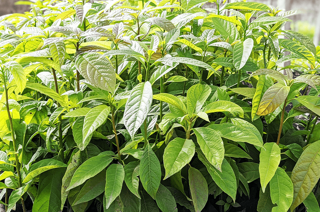 Green Earth | Clean air and understanding the causes of air pollution